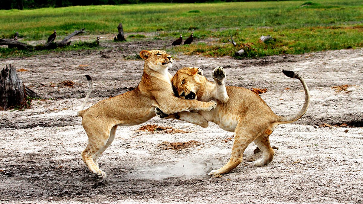 BBC Two - Play fighting - Natural World, 2015-2016, Return of the Giant ...