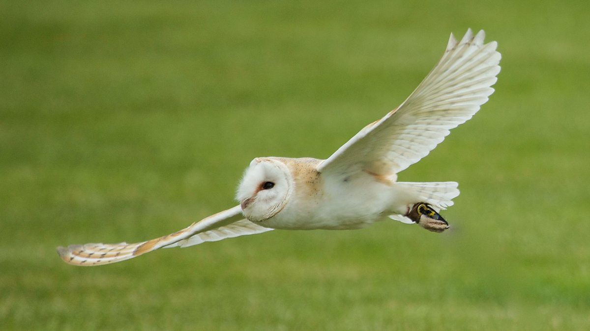BBC Radio 4 - Today, 17/08/2015, Owls use 'stealth technology' to ...