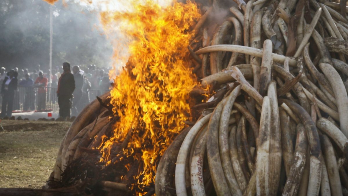 BBC World Service - Newsday, Using GPS To Track Ivory Smugglers