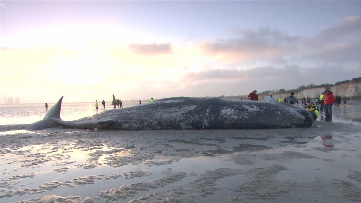 BBC One - Big Blue UK, Whales & Dolphins, A whale tale