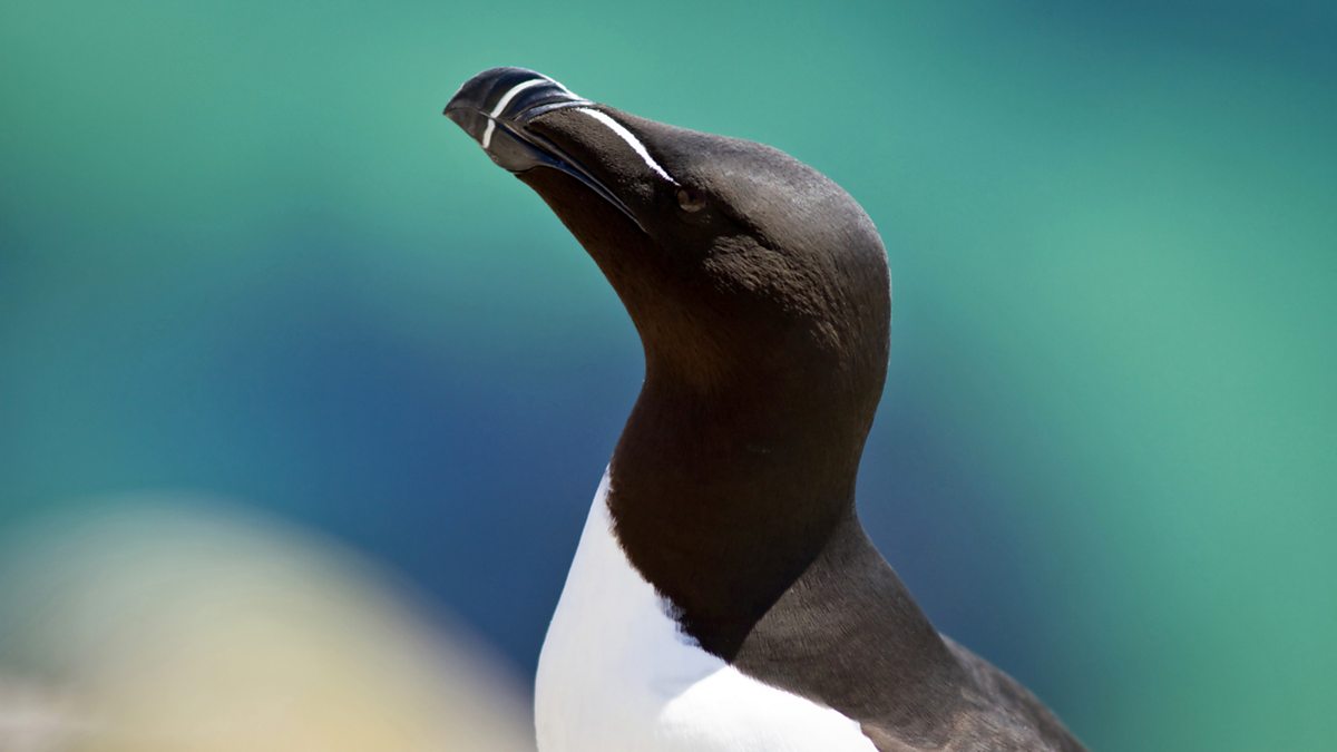 BBC One - Big Blue UK - Razorbill