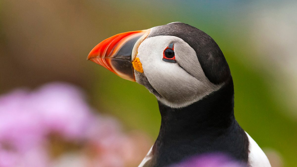 BBC One - Big Blue UK - Atlantic puffin