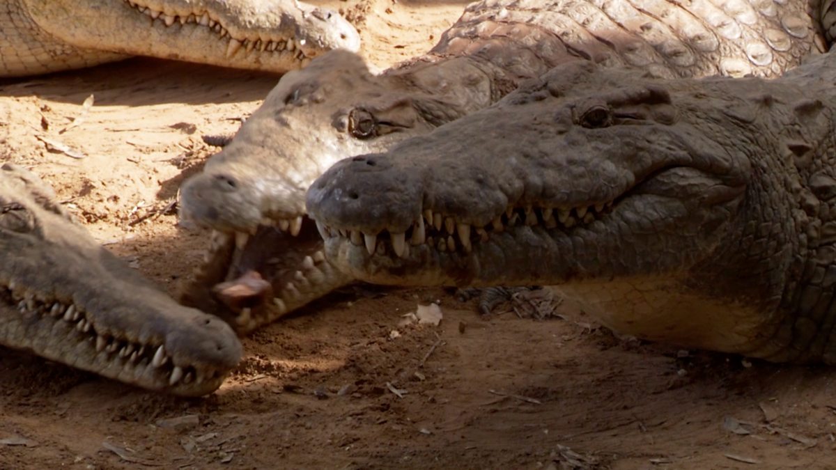 BBC Two - This Wild Life, Crocodile in a Crisis, A crocodile rescue ...