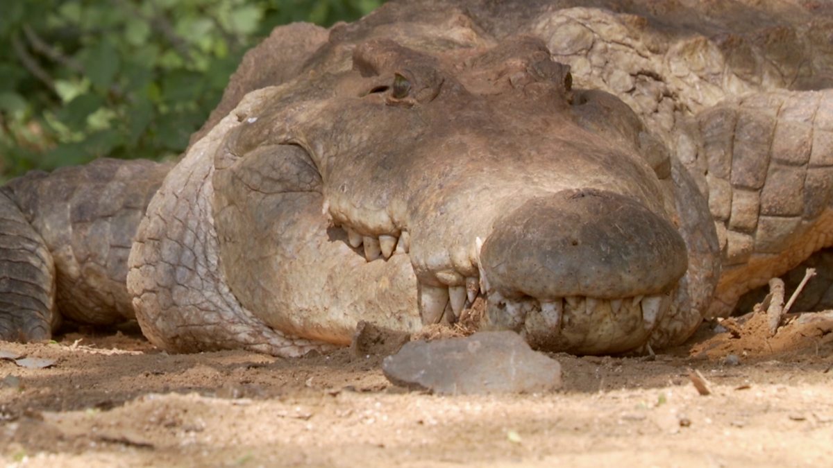 BBC Two - This Wild Life, Crocodile in a Crisis, A crocodile rescue ...