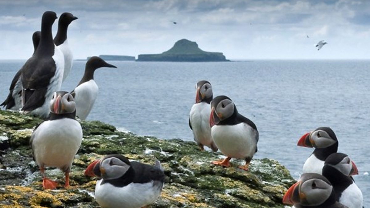 BBC One - Big Blue UK - Top spots for observing marine wildlife