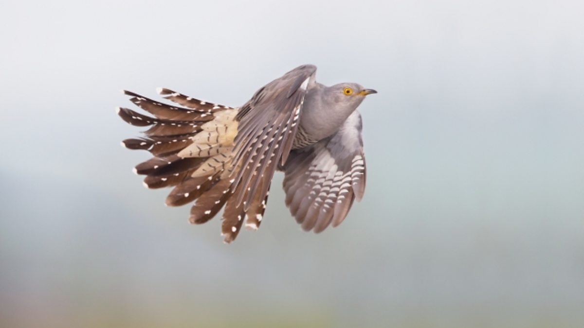 BBC Blogs - Springwatch - BTO Migration Diary - Part one: Birds are heading south in force