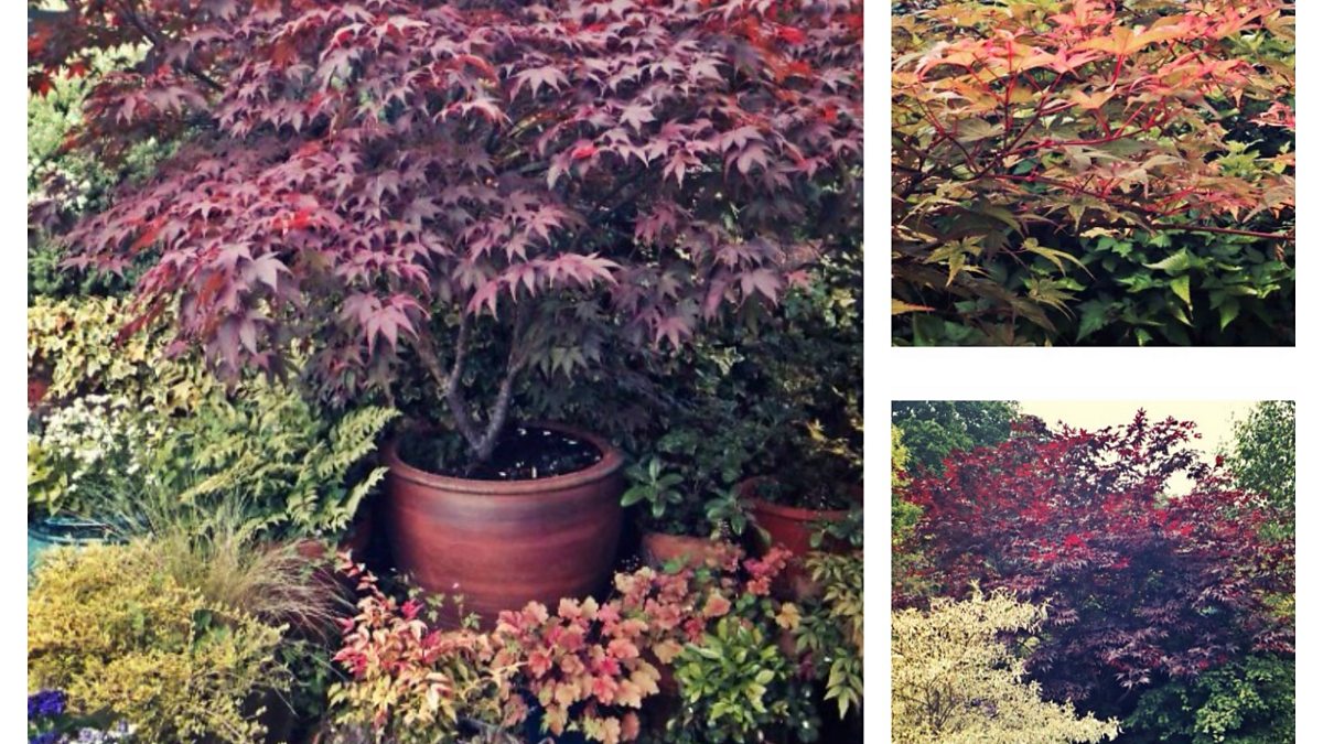 BBC Radio Solent - The Kitchen Garden, Flower Arranging, Japanese ...