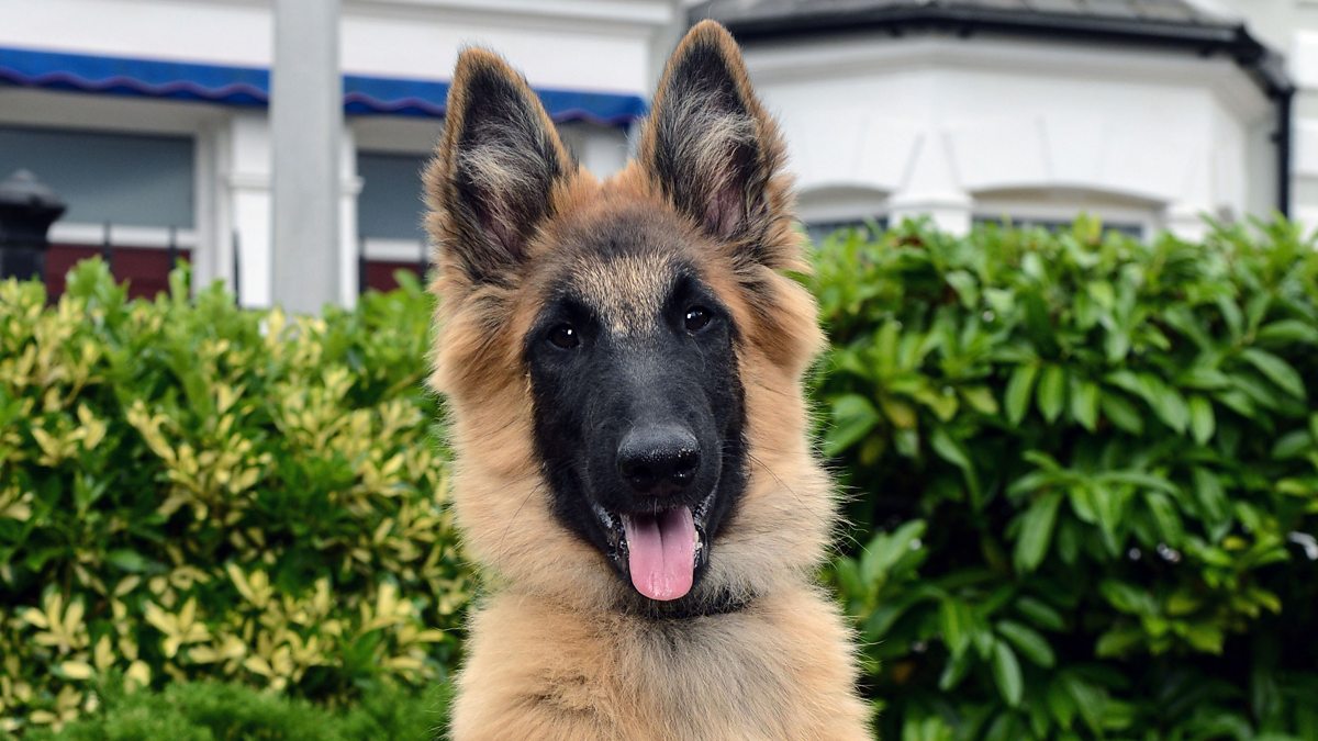 BBC Blogs - EastEnders News & Spoilers - Introducing... Wellard 2!