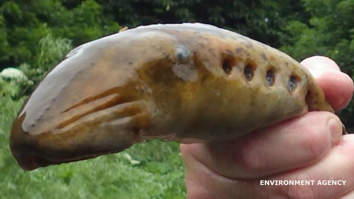 BBC World Service - Newshour, The return of the ancient lamprey to ...