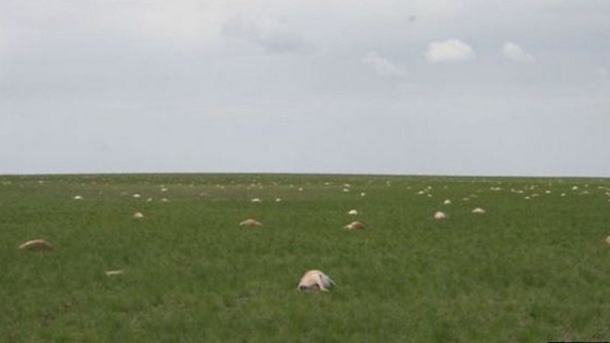 BBC Radio 5 Live - 5 Live In Short, What killed 60,000 antelopes in ...