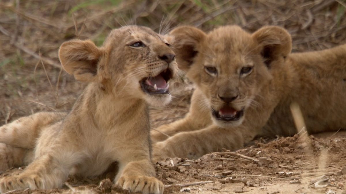 BBC Two - This Wild Life, The Great Lion Hunt, Looking for lions
