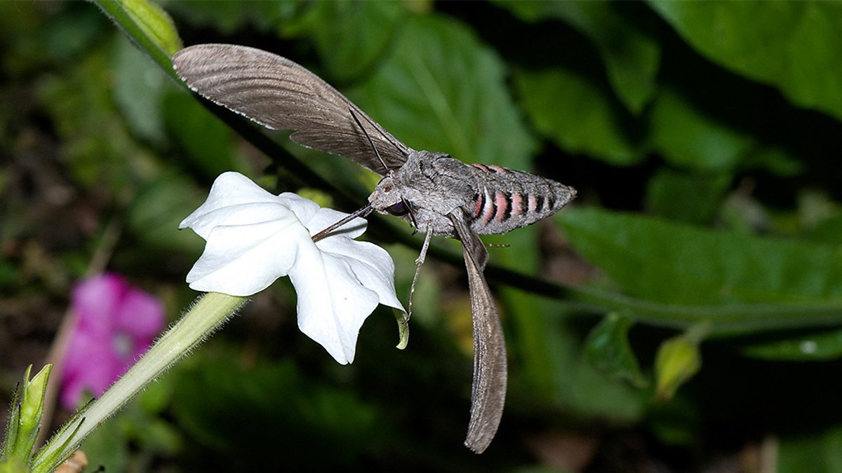 BBC Radio 4 - Today, 10/09/2015, How to attract bat-sized moths