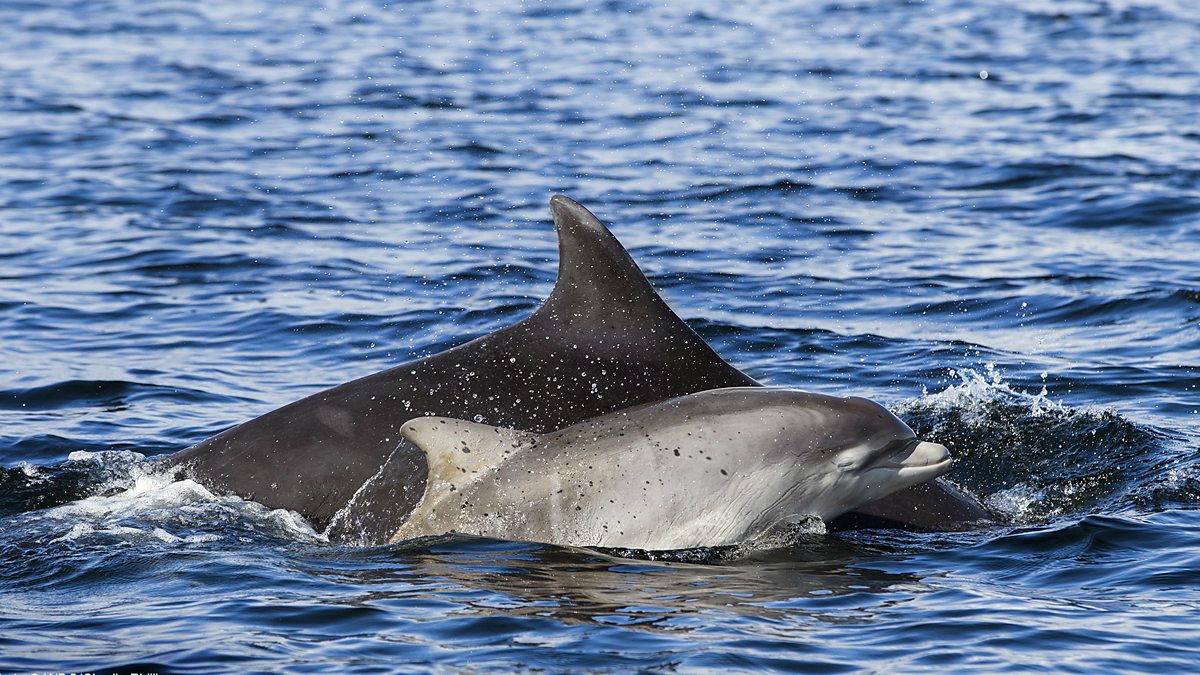 BBC Scotland - Scotland’s Wildlife, Series 1, The Dolphins of the Moray ...