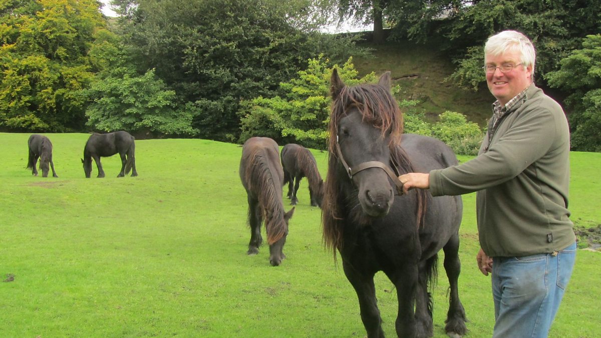 BBC Radio 4 - On Your Farm, Fell Ponies of Rochdale