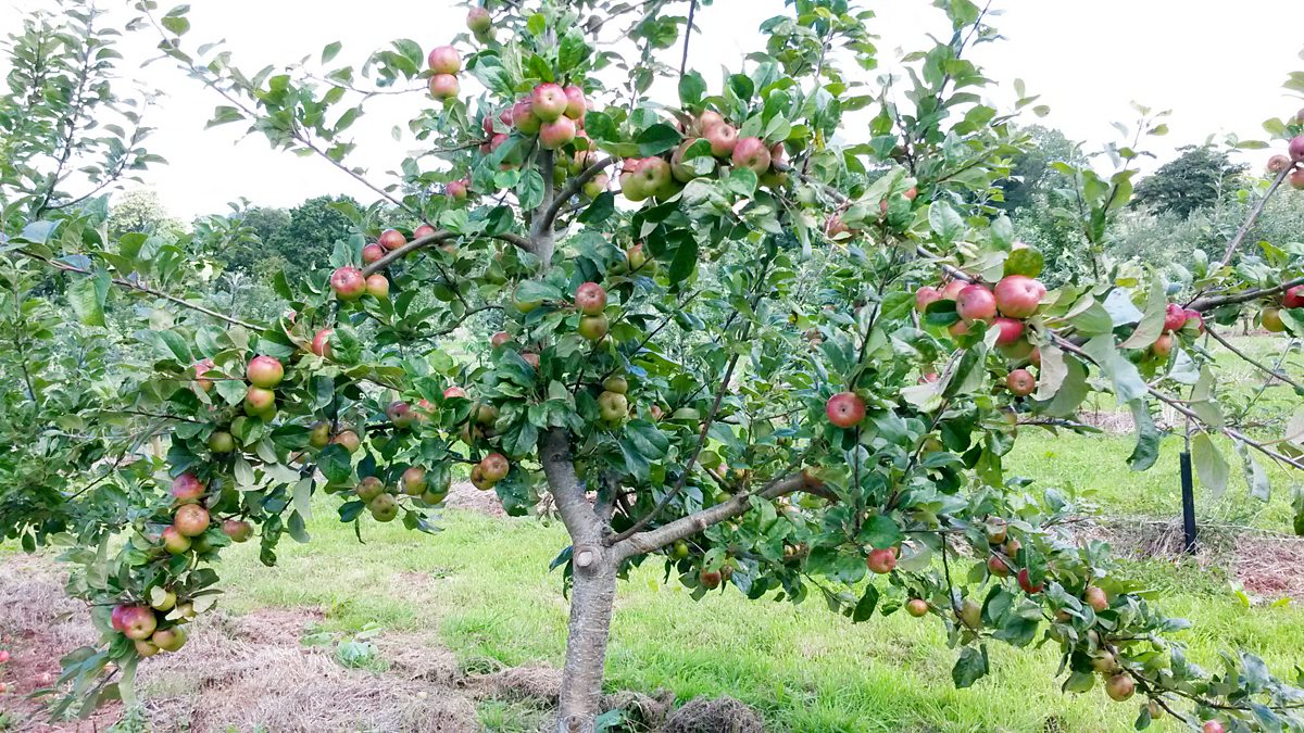 BBC Radio 4 - On Your Farm, Devon Cider