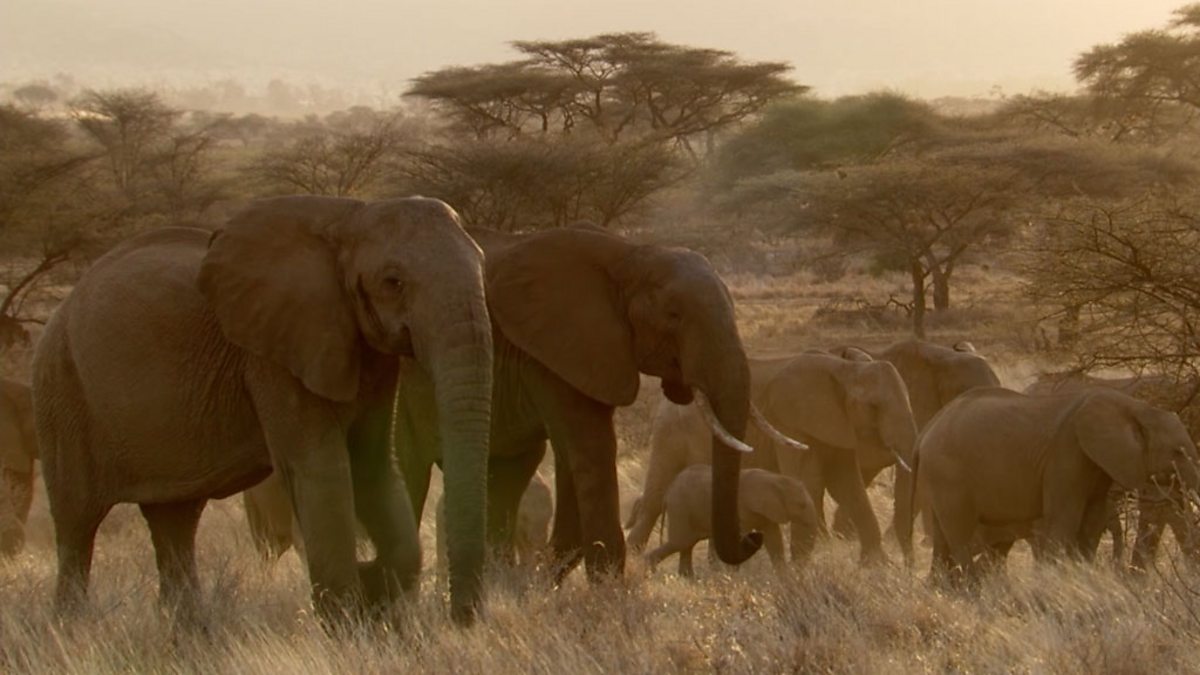 BBC Two - This Wild Life, Chaos in the Camp, The anti-poaching patrol