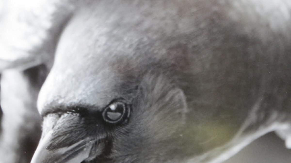 BBC Arts - Get Creative - Artists flock together to promote visual arts