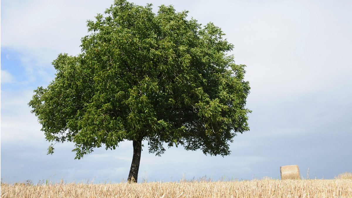 BBC World Service - Newsday, The first complete 'Tree of Life' is online!