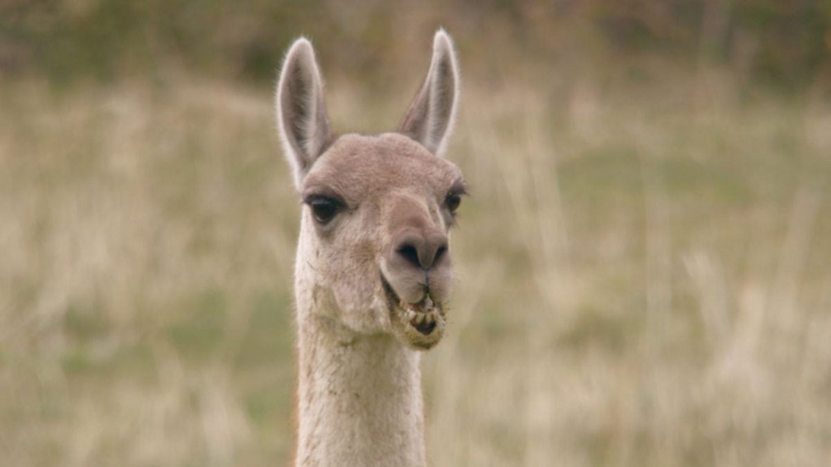 BBC Two - Patagonia: Earth's Secret Paradise, Heat and Dust, Guanaco fight