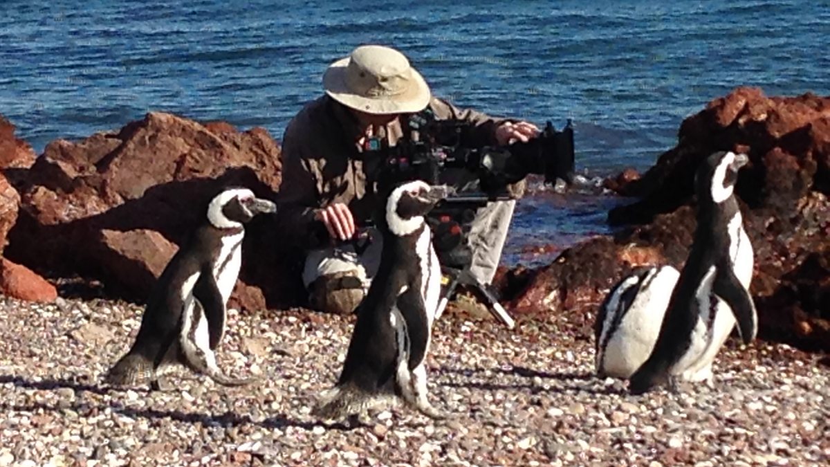 BBC Two - Patagonia: Earth's Secret Paradise - A Patagonian serenade