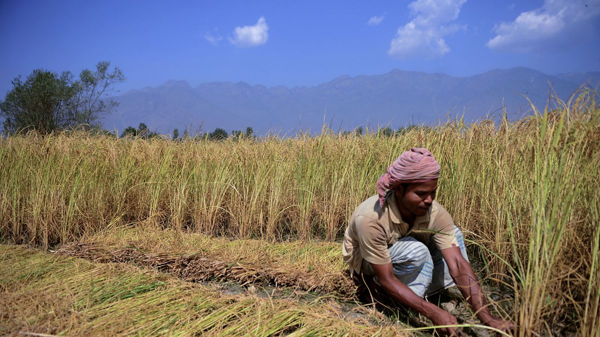BBC World Service - Feeding the World, Hunger: War And Conflict