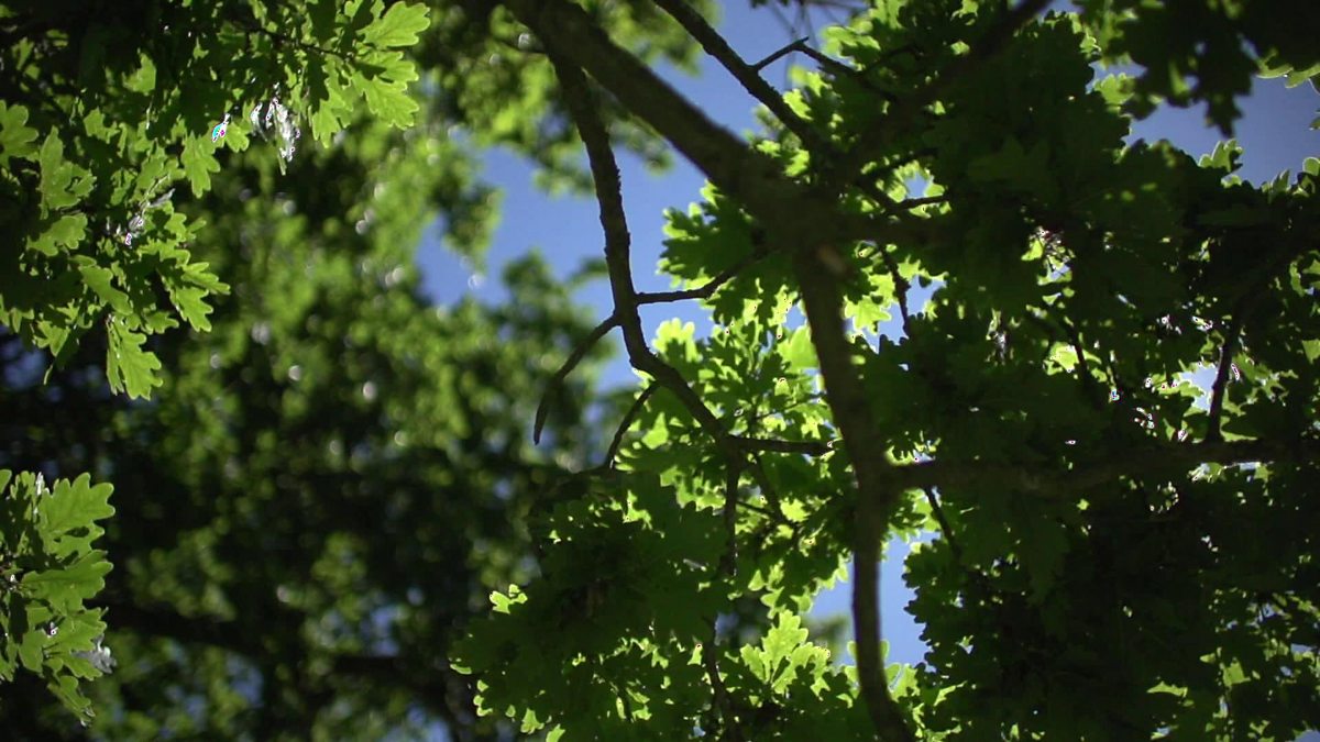 BBC Four - Oak Tree: Nature's Greatest Survivor, How important is the ...