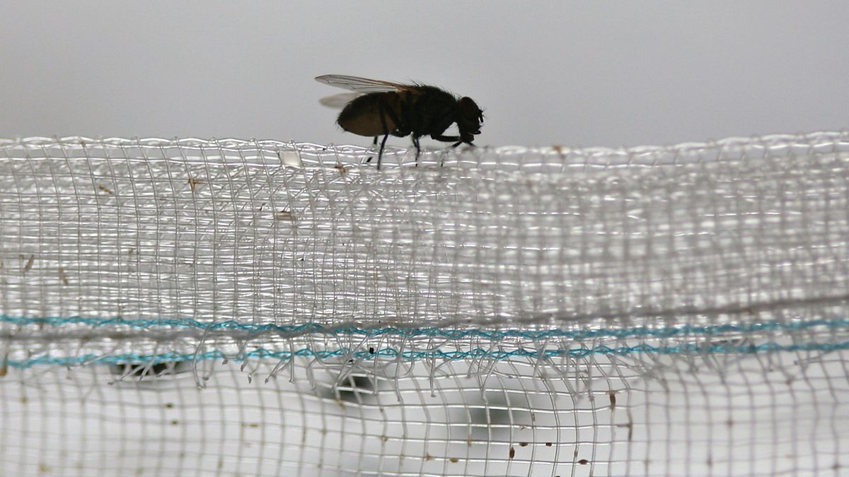 BBC World Service - A Day in the Life of an Insect