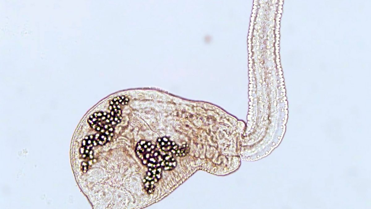 BBC Two - World's Weirdest Events, Episode 6, Mutant frogs