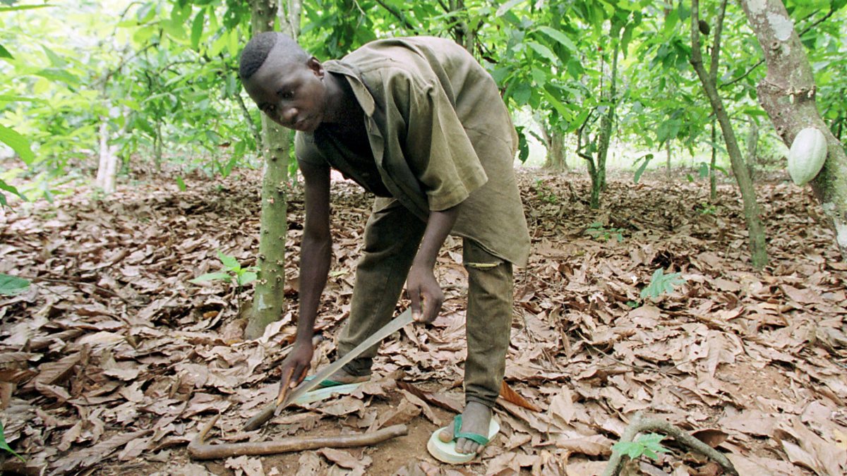 BBC World Service - Newsday, Chocolate class action for alleged child ...