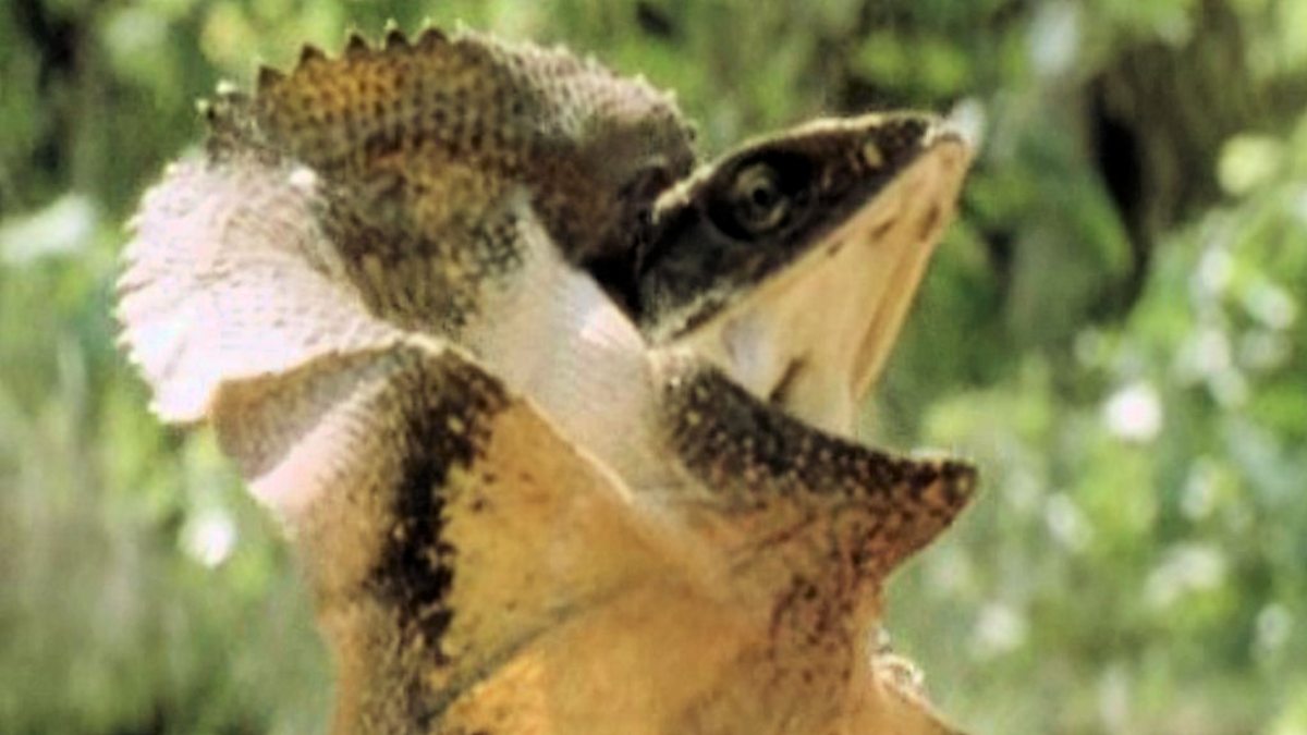 S4C - Anifeiliaid Anhygoel, Y Fadfall Gwddwg Ffril