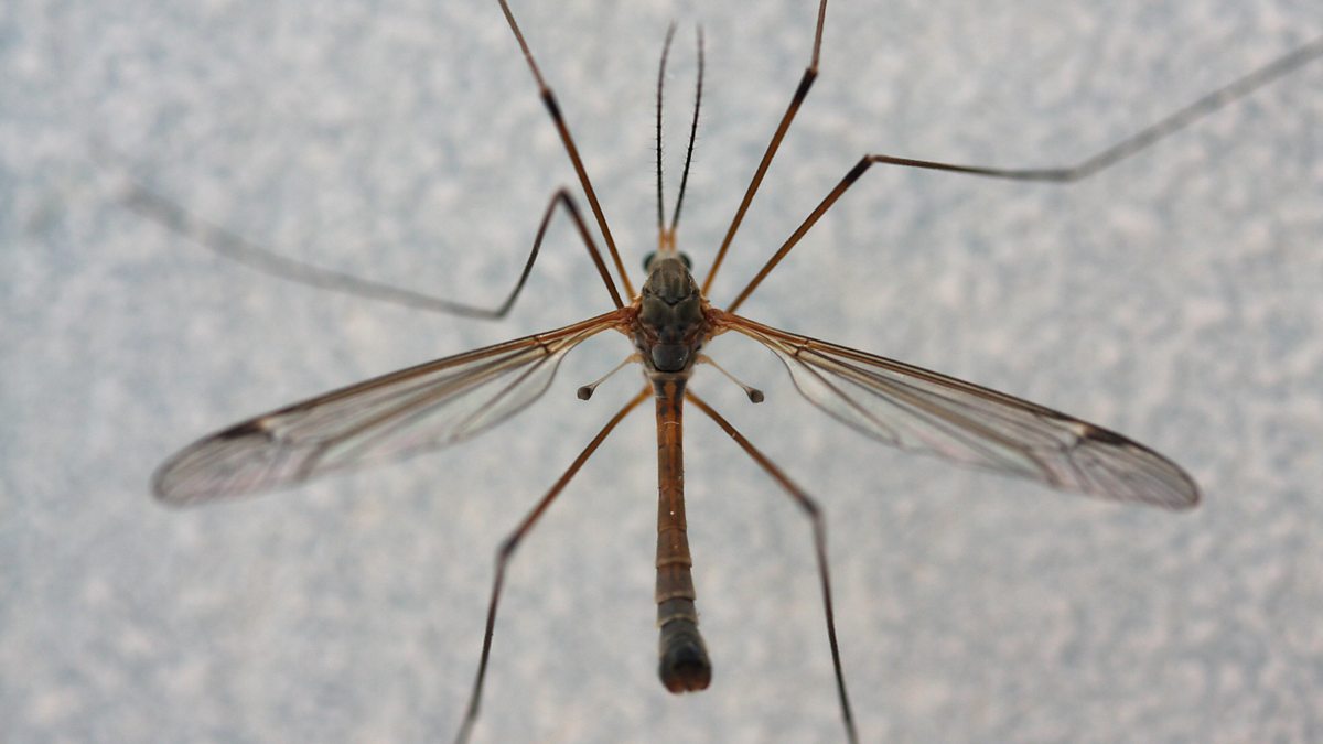 BBC Radio Gloucestershire - Kate Clark, 11/10/2015, The Daddy Long-Legs ...