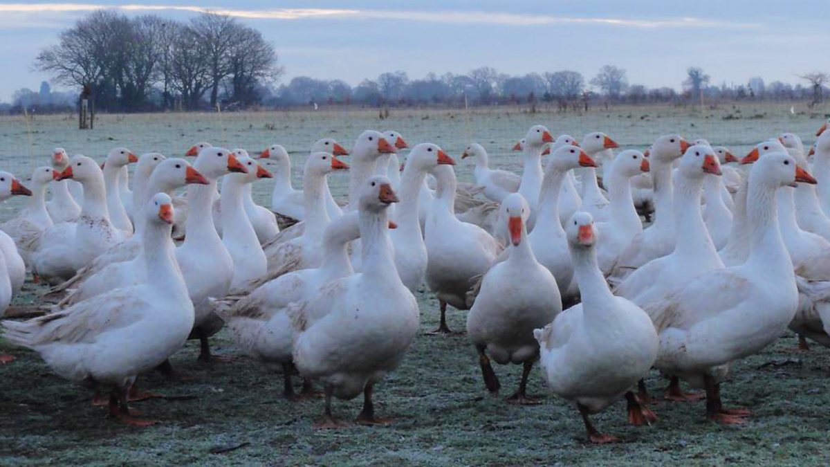 BBC Radio 4 - The Archers - Meet A Real Fairbrother - at the Goose ...