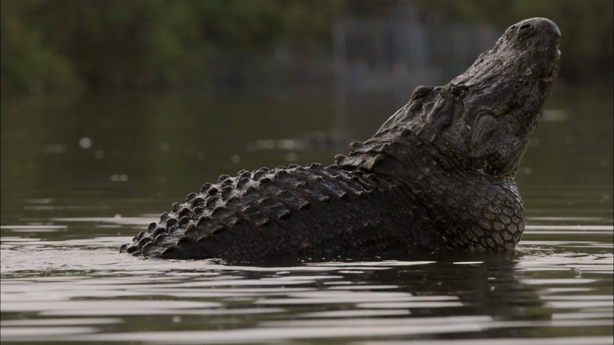 BBC - BBC Earth, Animal Super Senses: Aligator