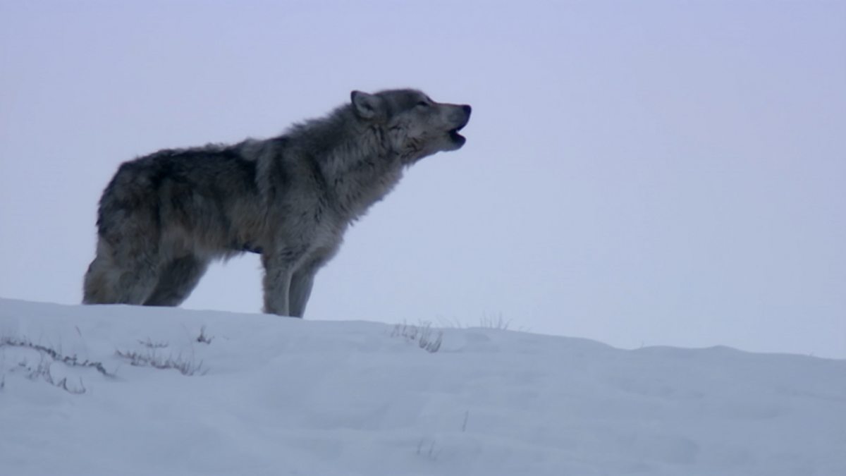 BBC - BBC Earth, Animal Attraction: Wolf