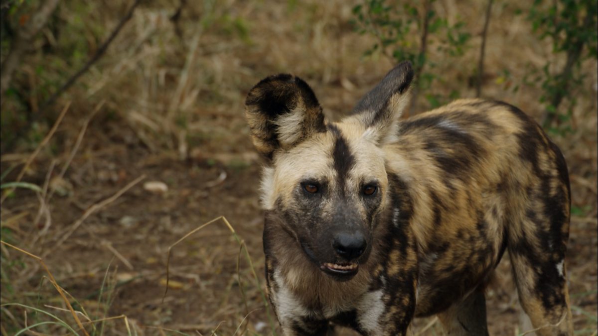 BBC - BBC Earth, Animals And Love: Wild Dog
