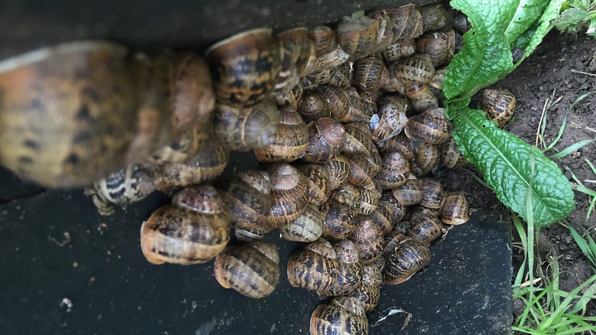 BBC Radio Norfolk - The Countryside Hour, Tales of snails, A wall of snails
