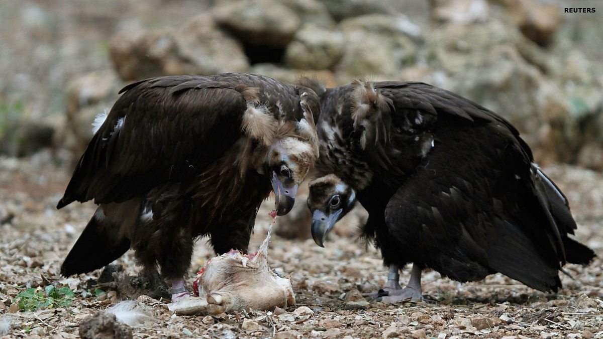 BBC World Service - Newshour, How tough birds thrive on rotting flesh
