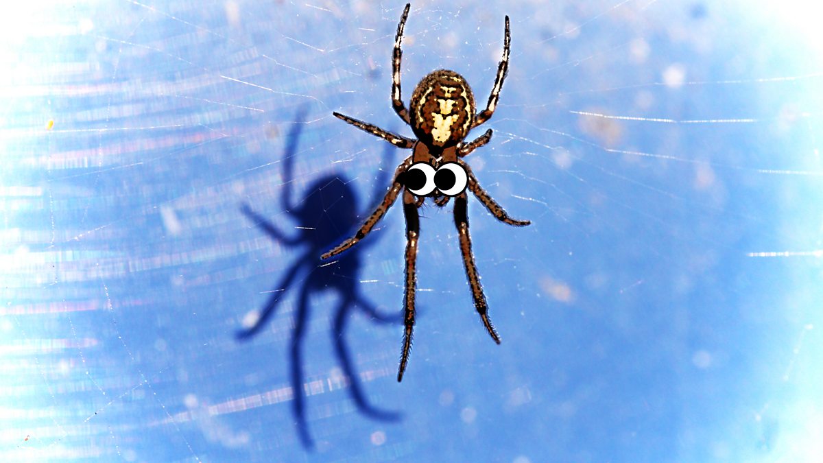 BBC Radio 4 - The Spider