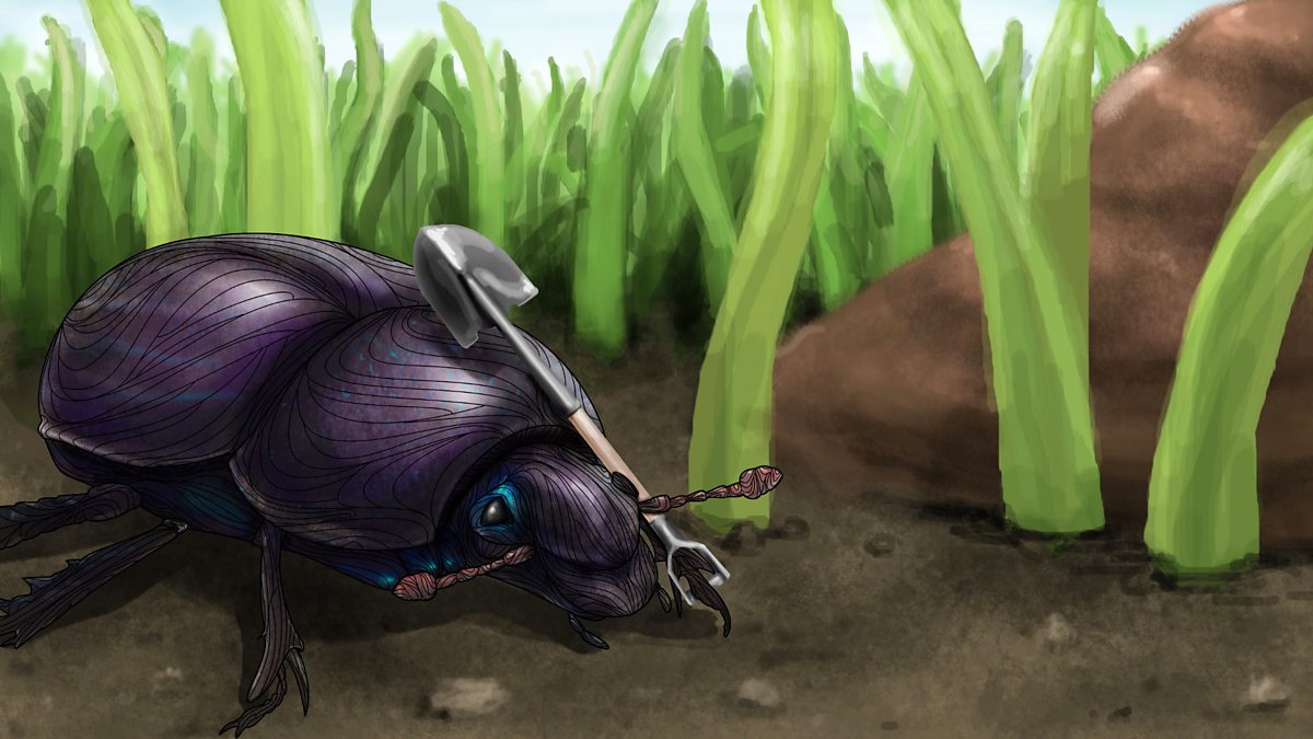 BBC Radio 4 - Natural Histories, Beetles