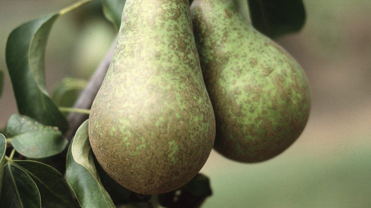 BBC Radio 4 - Radio 4 in Four, What a lovely pear
