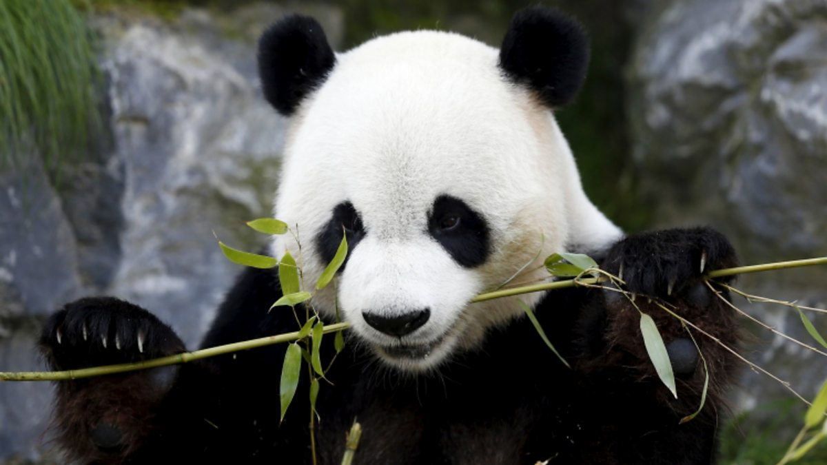 BBC World Service - The Newsroom, The Secrets of Panda Diplomacy