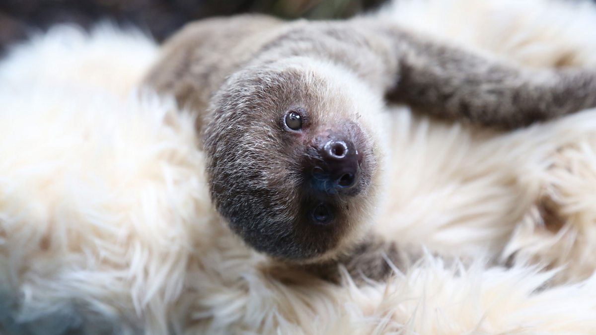 BBC World Service - A sloth baby takes a sidewways look at things ...