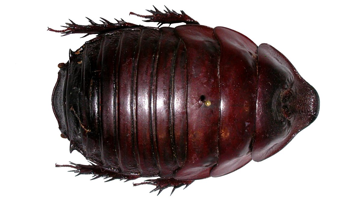 BBC Radio 4 - Rhinoceros cockroach - Natural Histories - Specimens from ...