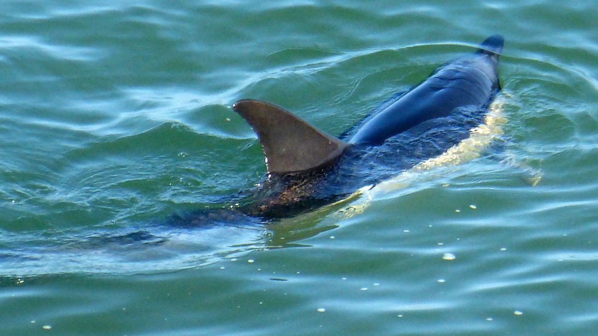 BBC One - Look East, Rare dolphin sighting off Norfolk coast