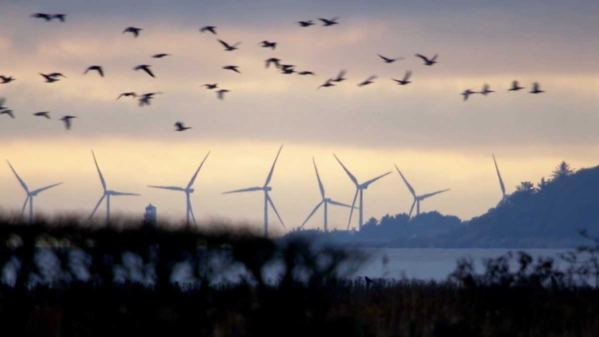 BBC Two - Autumnwatch, 2015, Autumnwatch Day Three, Are wind farms a ...