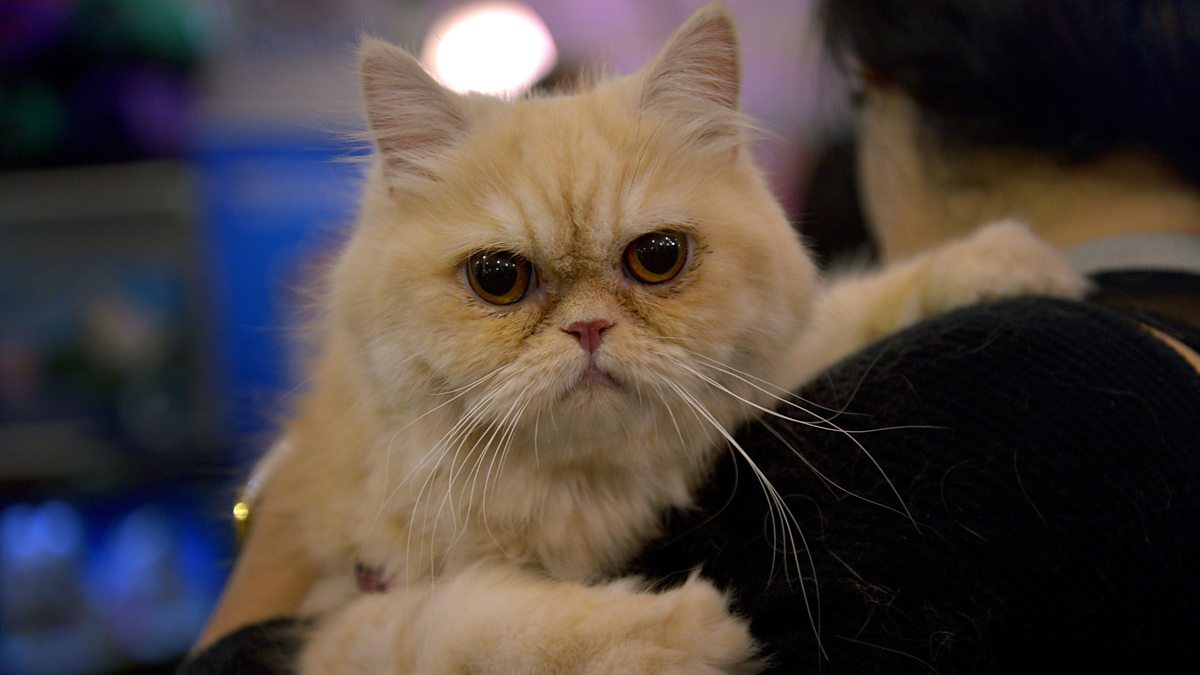 BBC World Service - The Fifth Floor, Neurotic cats, and dogs in ...