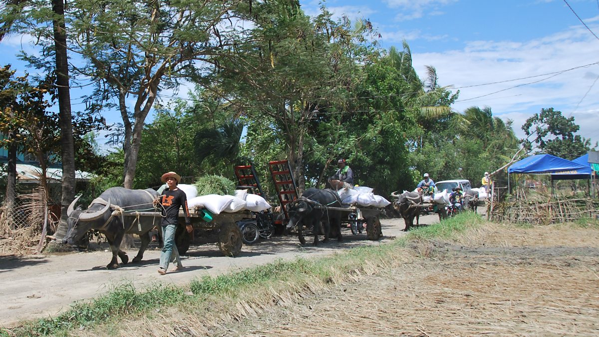 BBC World Service - Business Matters, Farming in Typhoon Season