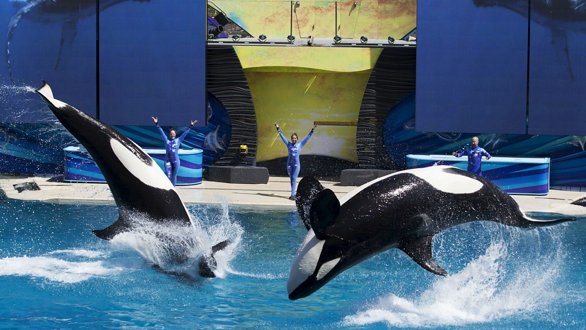BBC Radio 4 - Today, 10/11/2015, SeaWorld's natural setting plans ...