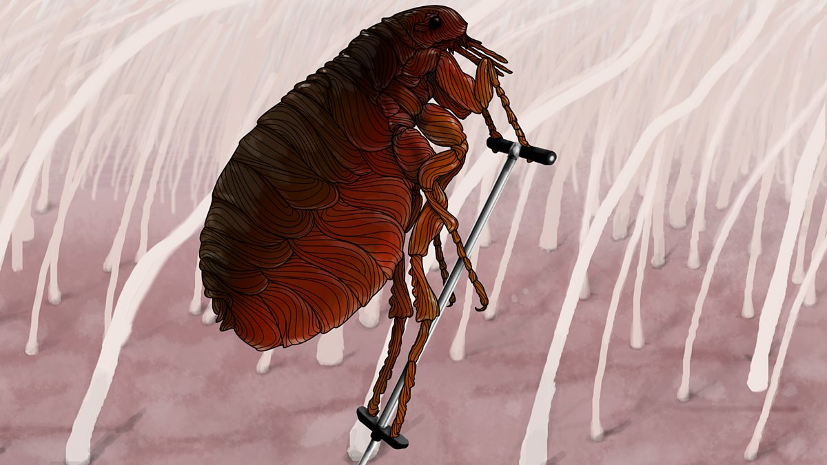 BBC Radio 4 - Natural Histories, Fleas, The World According to Flea