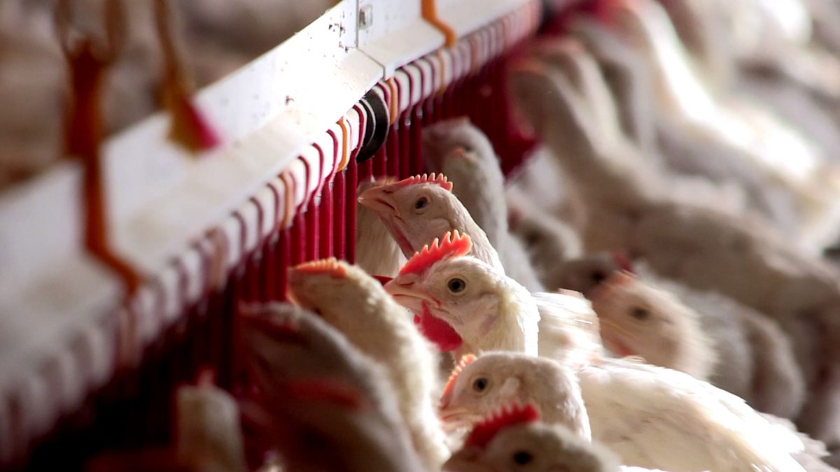 BBC One - The Chicken People